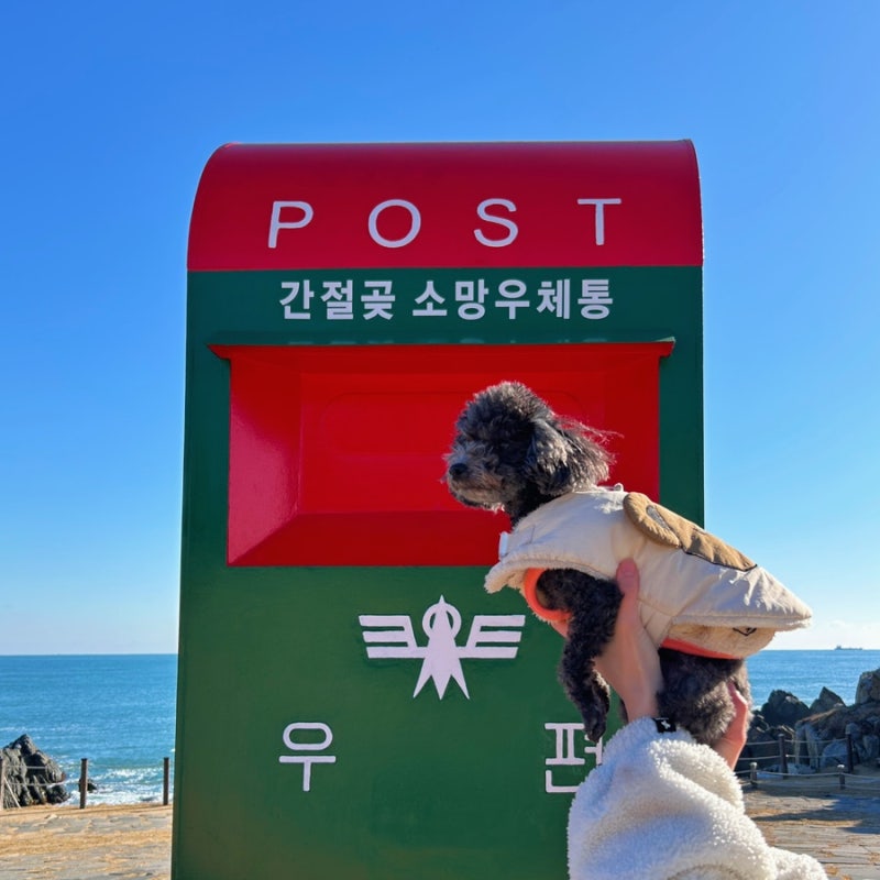 애견동반 여행지 울산 가볼만한곳 간절곶 주차장 소망우체통 공원 산책로 네이버 블로그