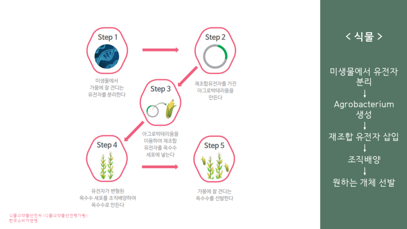 Gmo유전자 변형 농수산물의 의미와 사례 관련된 이야기들 네이버 블로그