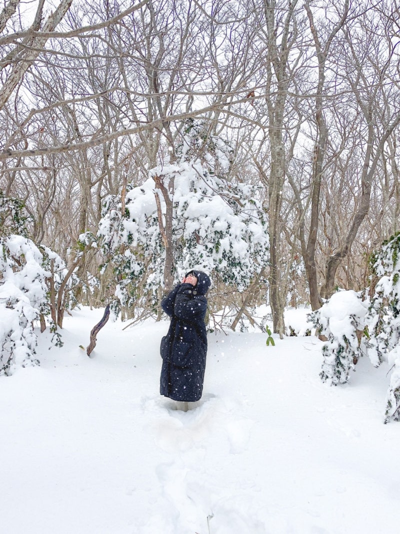 겨울 제주도 여행지 가볼만한곳 겨울 감성 사진 스팟 절물자연휴양림 한라산1100고지 동백포레스트 네이버 블로그