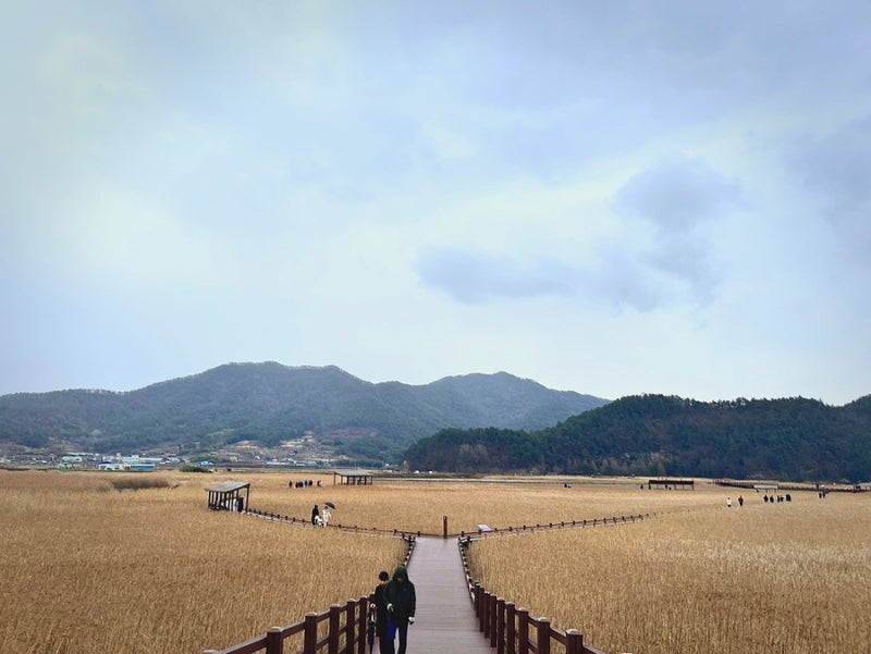 순천만습지 전남 순천 뚜벅이 관광 추천 겨울 국내 여행 후기 네이버 블로그