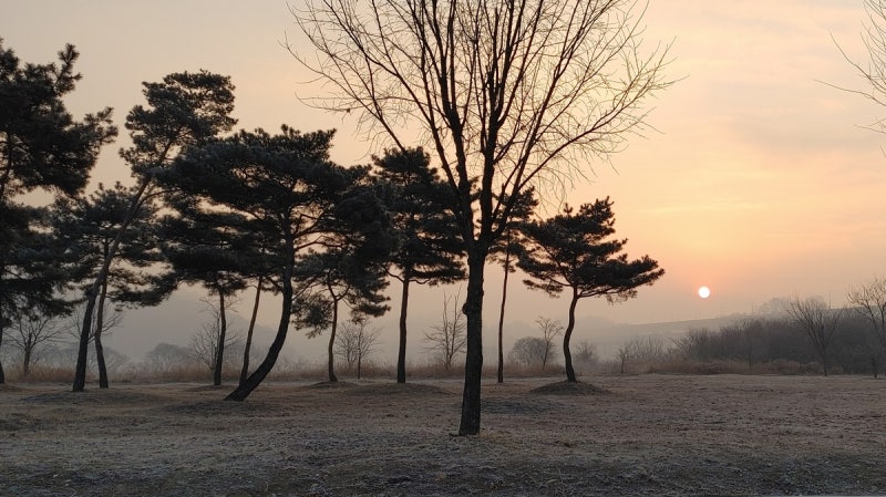 오토캠핑 충주 남한강 목계솔밭캠핑장 오토캠핑존 일반 소형 캠핑카 차박 유료 캠핑장 콜맨 웨더마스터2룸 텐트 240126