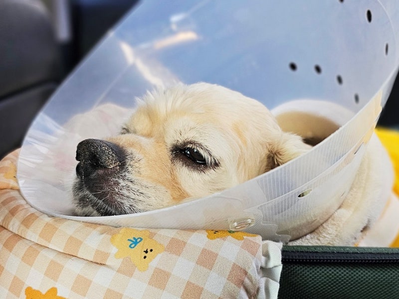 강아지 쿠싱증후군(부신피질기능항진증) 증상 검사 방법, 비용, 치료 : 네이버 블로그