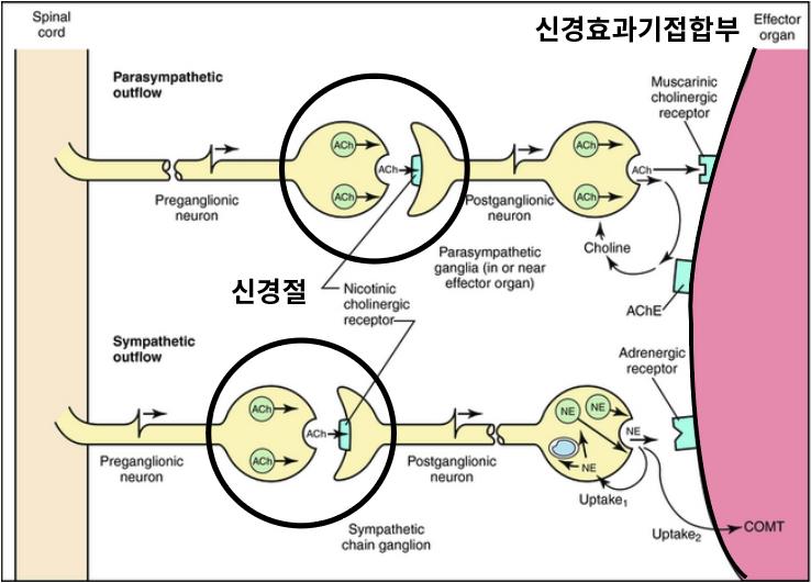 자율신경계와 체성신경계의 중요한 차이점 신경효과기접합부 신경근육접합부 네이버 블로그