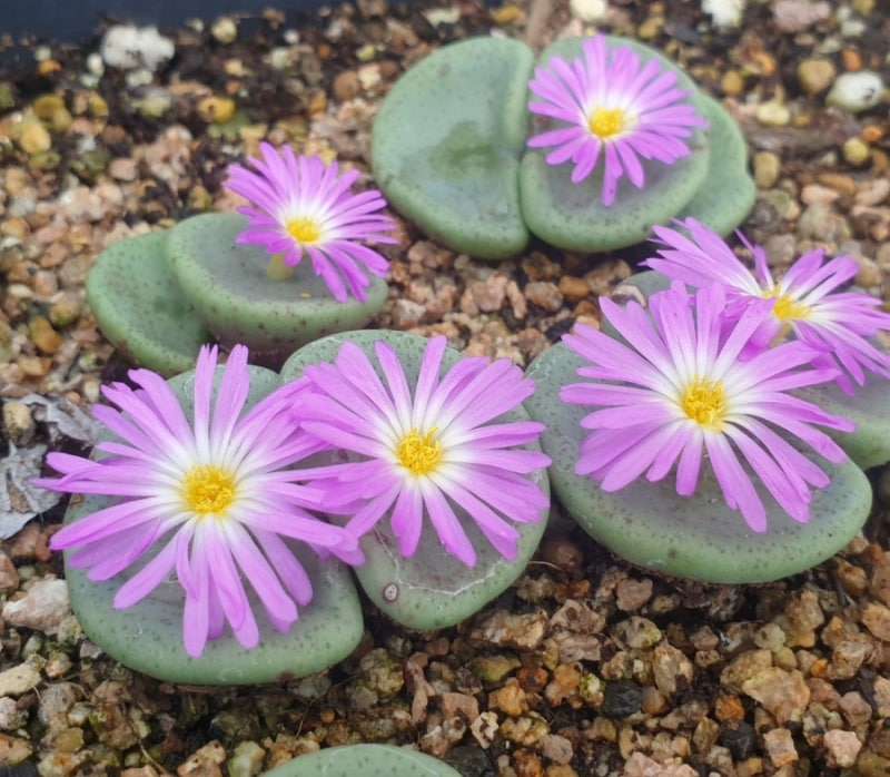 분화구 모양의 멋진 크레터리포름 (Crateriforme) : 네이버 블로그