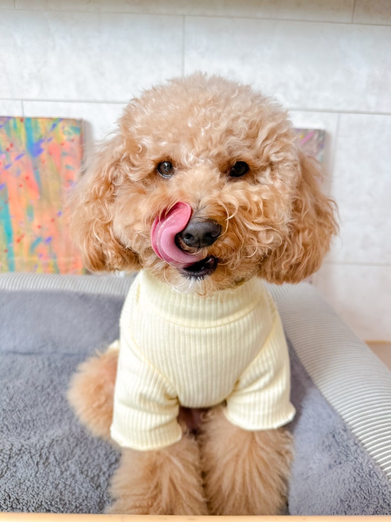 강아지 삶은계란 급여량 흰자 노른자 효능 네이버 블로그
