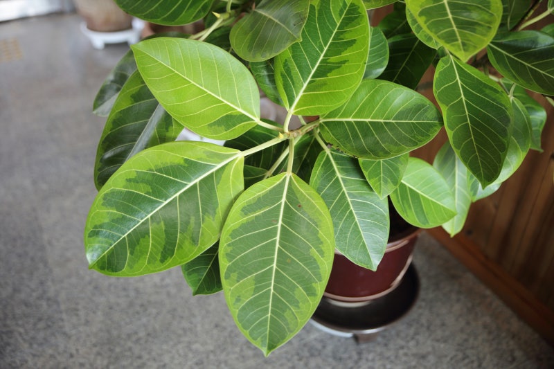 무늬벵갈고무나무 [Ficus benghalensis 'Variegata’] 뽕나무과 상록활엽교목 공기정화식물 홈가드닝 관엽식물 ...