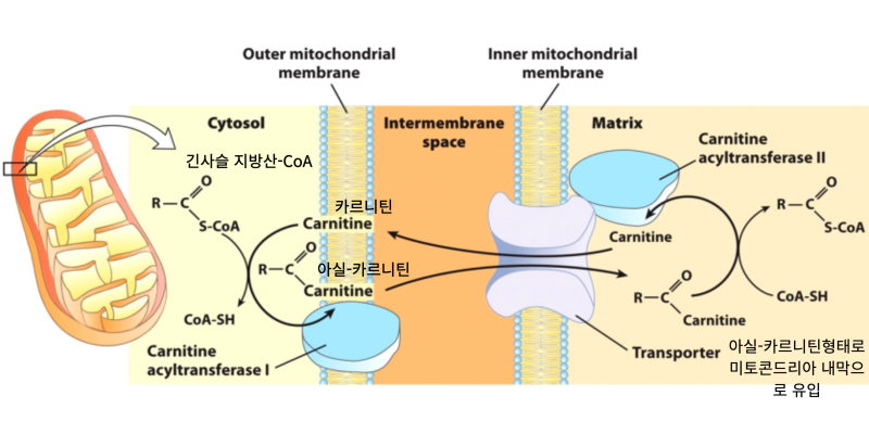셀트리온 고덱스캡슐 캅셀 부작용 성분 효능 음주 간장약 복용방법 네이버 블로그