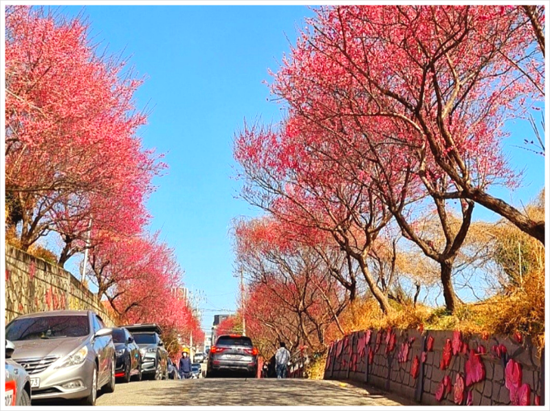 순천 매화 명소 모음 탐매마을 순천 복음교회 선암사 네이버 블로그