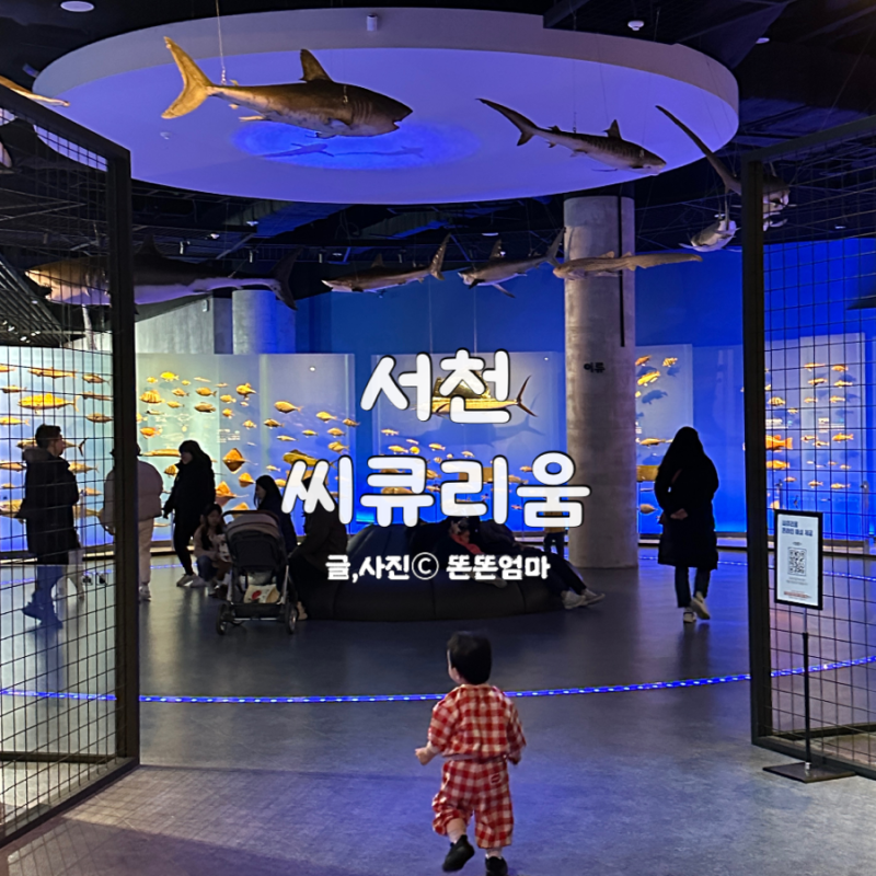 서천 씨큐리움 고래고래 예약 등 아이랑 첫 방문시 도움되는 정보 네이버 블로그