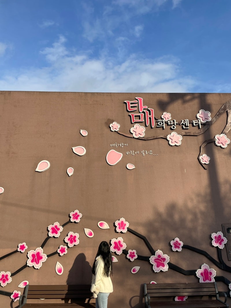 전남 순천 꽃구경 가볼만한곳 탐매마을 홍매화 명소 네이버 블로그