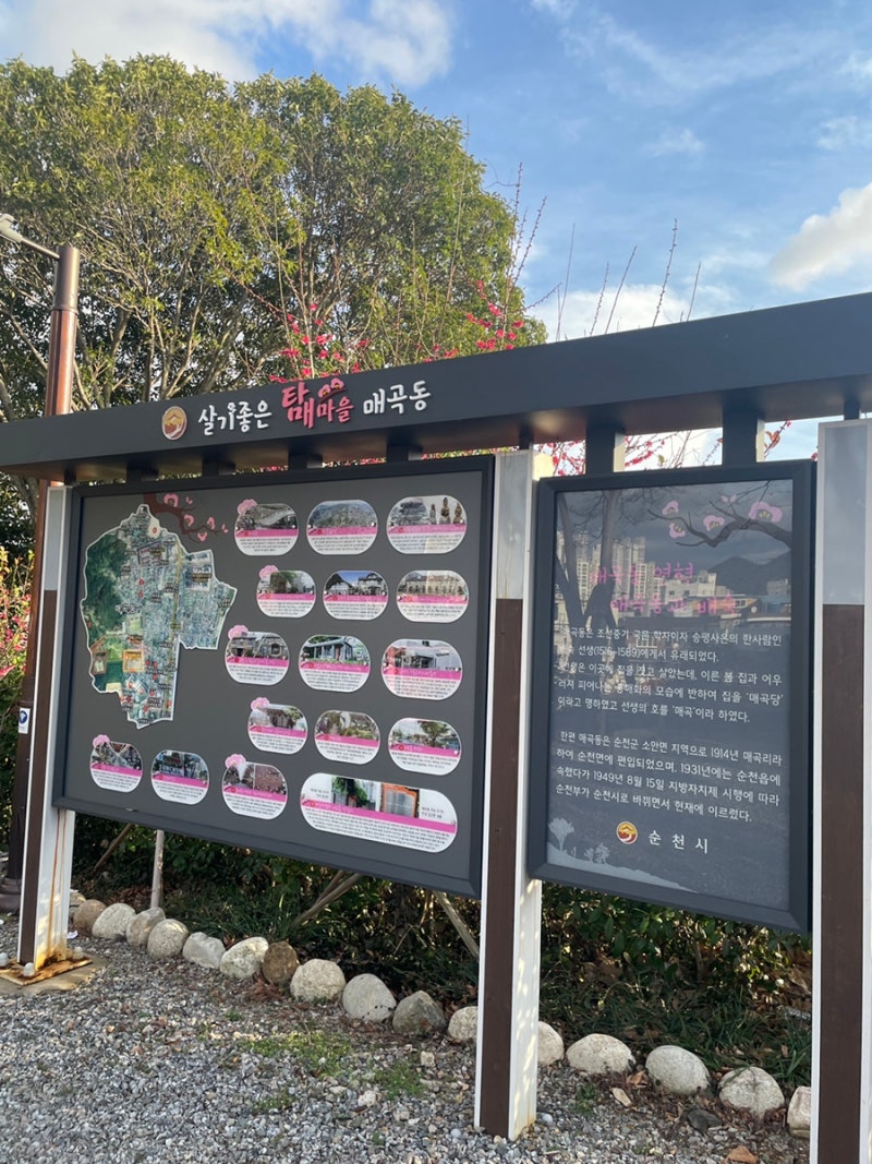전남 순천 꽃구경 가볼만한곳 탐매마을 홍매화 명소 네이버 블로그