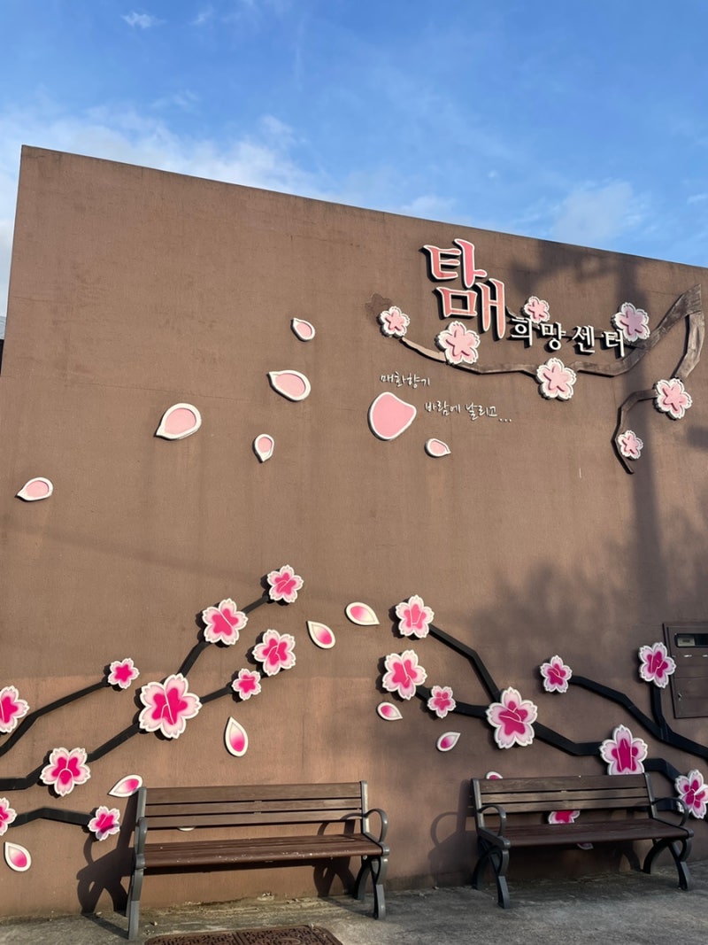 전남 순천 꽃구경 가볼만한곳 탐매마을 홍매화 명소 네이버 블로그