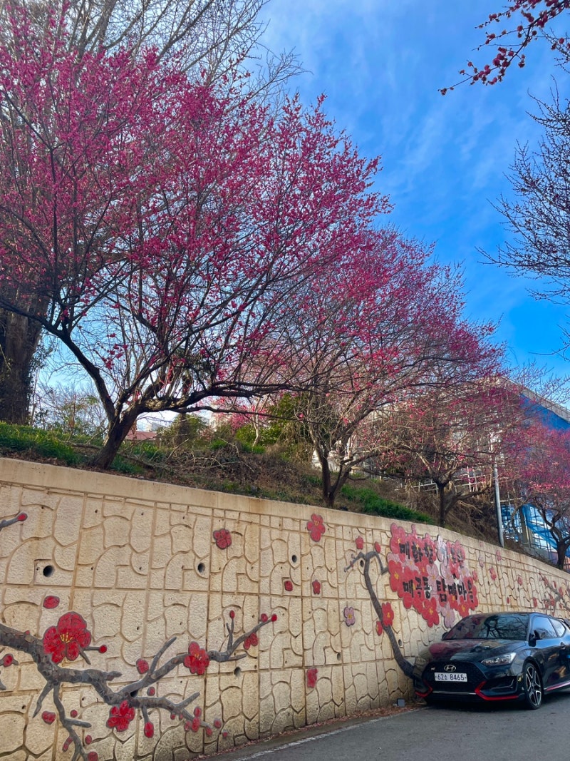 전남 순천 꽃구경 가볼만한곳 탐매마을 홍매화 명소 네이버 블로그