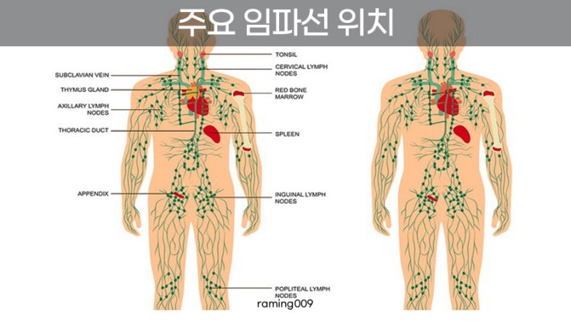 임파선 부었을때 병원 가야할까 목 임파선염 증상 위치 치료 방법 총정리 네이버 블로그