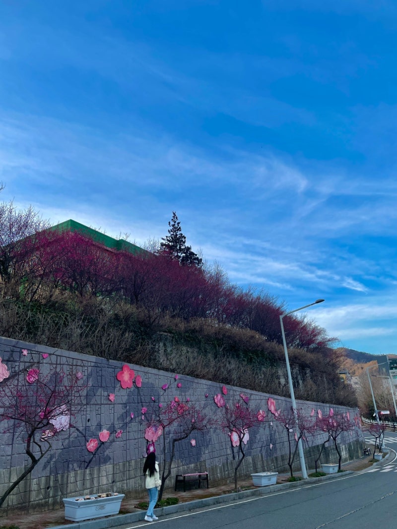 전남 순천 꽃구경 가볼만한곳 탐매마을 홍매화 명소 네이버 블로그