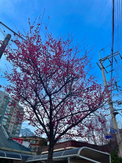 전남 순천 꽃구경 가볼만한곳 탐매마을 홍매화 명소 네이버 블로그