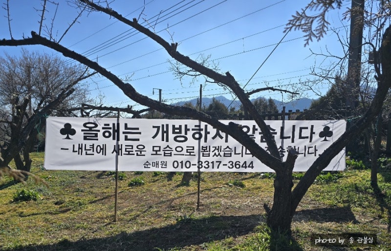 매화 핫플 2024년 양산 원동 매화축제 일정 및 장소원동 순매원 미개방 정보 및 꽃 개화 상황 네이버 블로그