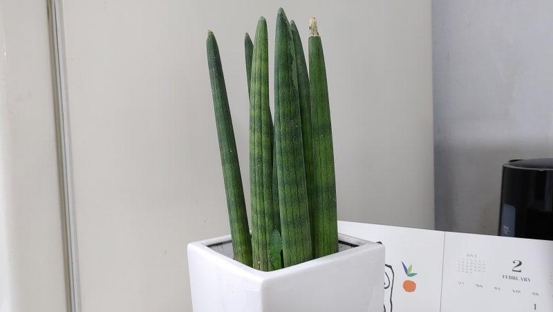 스투키 키우기 햇빛 꽃 물주기 분갈이 새순 자르기 번식 꽃말 효능 집에서 다육 식물 키우기 네이버 블로그