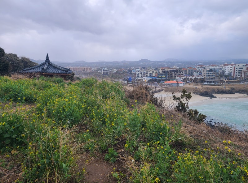 제주 함덕 가볼만한 곳 서우봉 둘레길 해변 유채꽃 명소 네이버 블로그