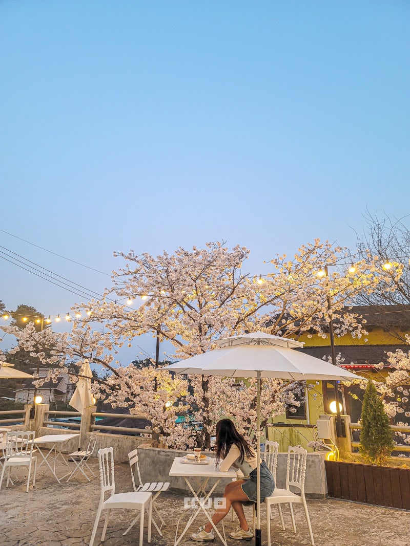 경기도 용인 벚꽃 명소 타타스베이글 호암미술관 에버랜드 네이버 블로그
