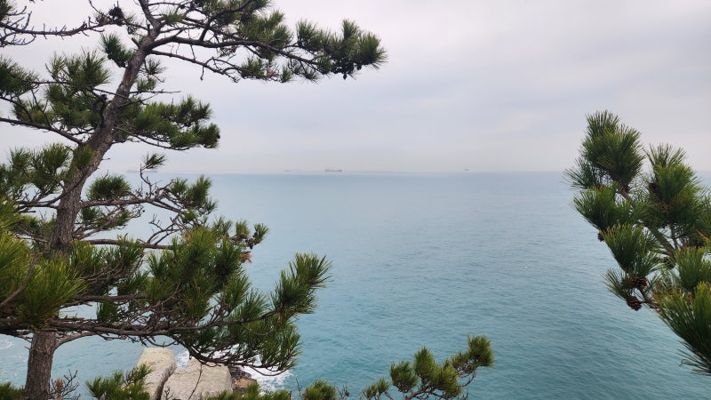 경남 거제 지심도 동백꽃 개화시기개화상태 만개시기 동백섬 지심도 배편 경남 3월 여행지 추천 네이버 블로그