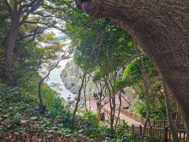 여수 오동도 동백꽃 개화시기 및 상태 뷰 포인트 용굴 바람골 전망대 네이버 블로그