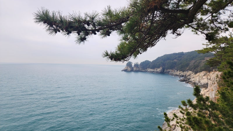 경남 거제 지심도 동백꽃 개화시기개화상태 만개시기 동백섬 지심도 배편 경남 3월 여행지 추천 네이버 블로그