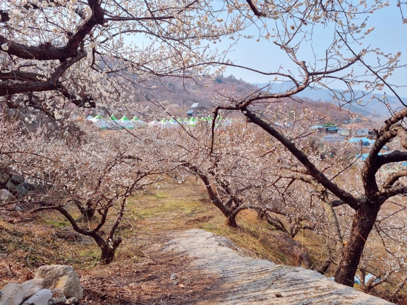 광양 매화마을 주차장 버스 달라진 광양 매화축제 기본정보 3월 전남 꽃축제 네이버 블로그