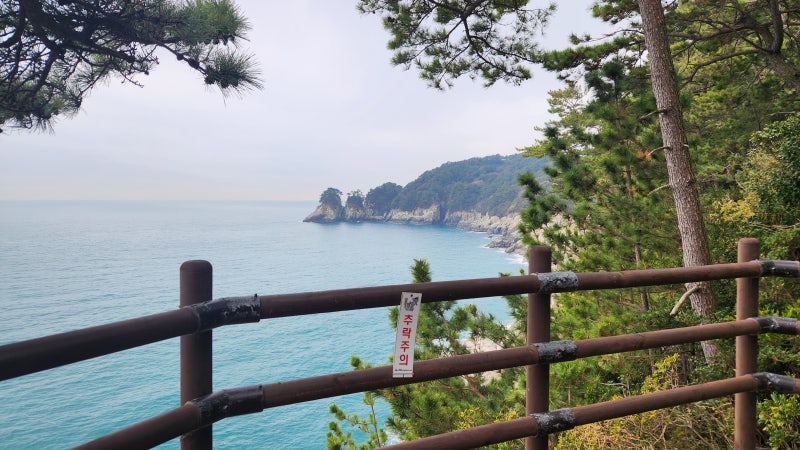 경남 거제 지심도 동백꽃 개화시기개화상태 만개시기 동백섬 지심도 배편 경남 3월 여행지 추천 네이버 블로그