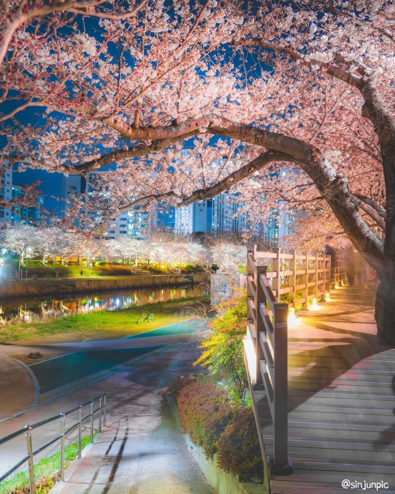 부산 가볼 만한 곳 다가오는 벚꽃 시즌 부산 벚꽃 명소 추천 황령산 온천천 개금벚꽃문화길 맥도생태공원 네이버 블로그