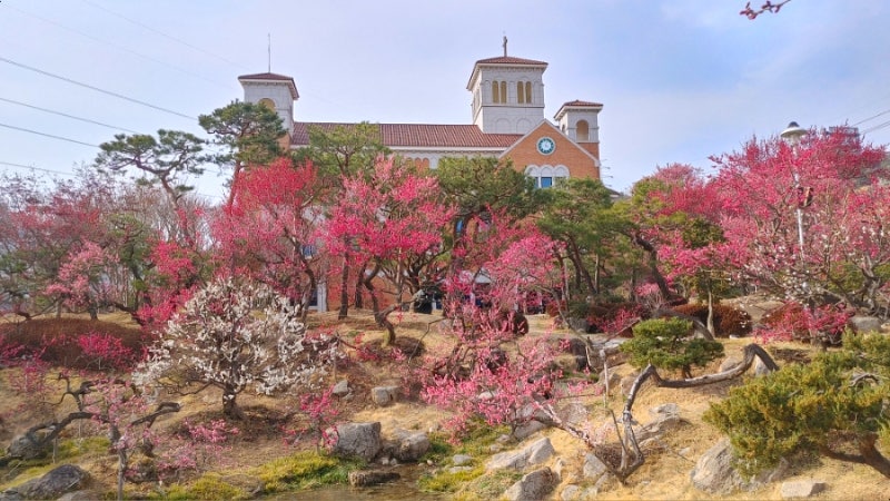 순천매화명소 순천복음교회 가볼만한곳 매화데이트 네이버 블로그