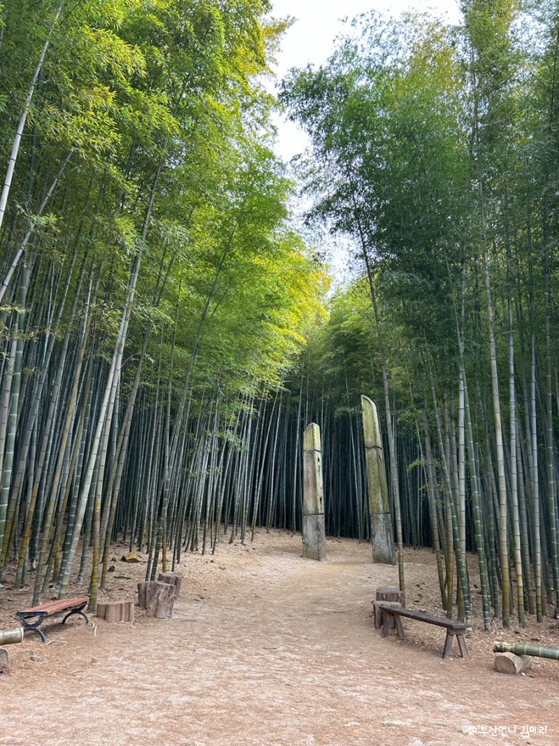 부산 기장 수목원 산책코스 대나무숲 아홉산숲 네이버 블로그