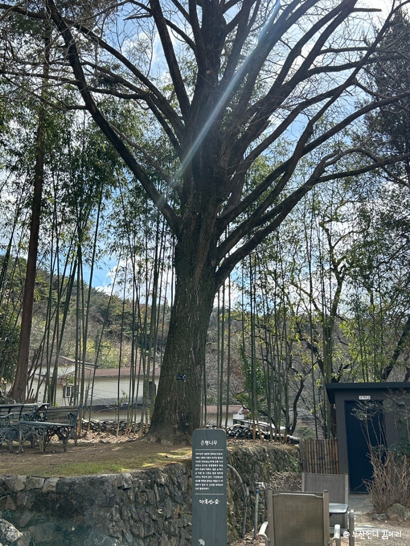 부산 기장 수목원 산책코스 대나무숲 아홉산숲 네이버 블로그