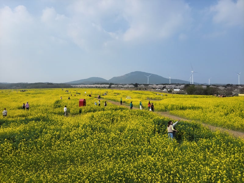 서귀포 유채꽃 축제 2024 일정 체험 공연 프로그램 가시리 녹산로 벚꽃 유채꽃 명소 주차 정보 제주도 행사