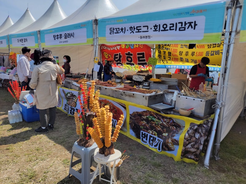 서귀포 유채꽃 축제 2024 일정 체험 공연 프로그램 가시리 녹산로 벚꽃 유채꽃 명소 주차 정보 제주도 행사