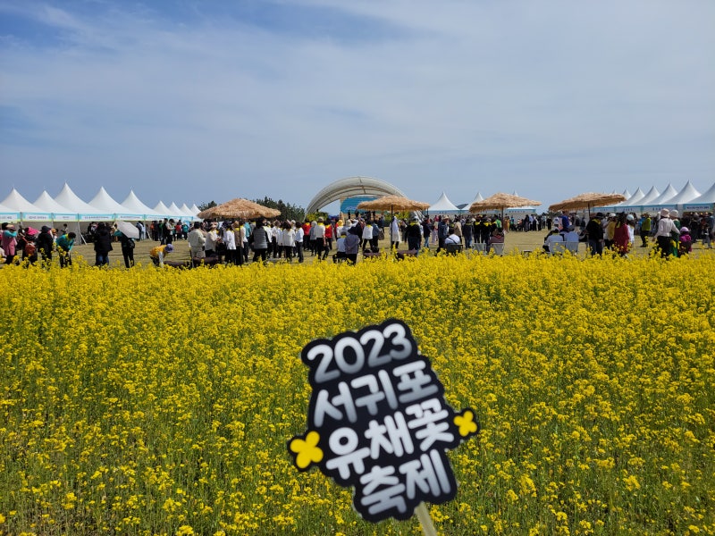 서귀포 유채꽃 축제 2024 일정 체험 공연 프로그램 가시리 녹산로 벚꽃 유채꽃 명소 주차 정보 제주도 행사