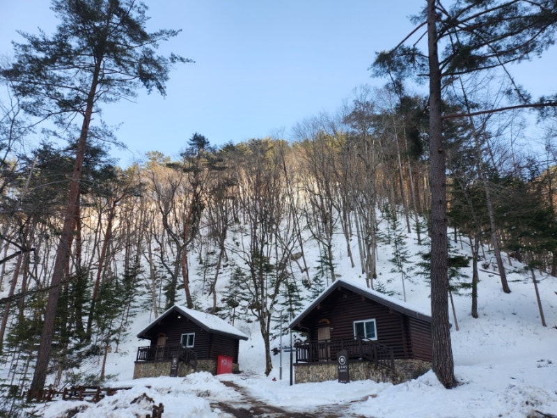 경북 여행 덕구온천 울진 통고산 자연휴양림 괭이밥 네이버 블로그