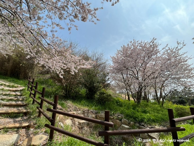 부산 오륙도 해맞이공원 수선화 유채꽃 포토존 개화시기 주차요금 네이버 블로그