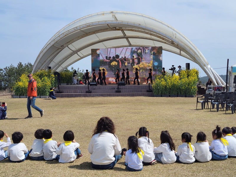 서귀포 유채꽃 축제 2024 일정 체험 공연 프로그램 가시리 녹산로 벚꽃 유채꽃 명소 주차 정보 제주도 행사