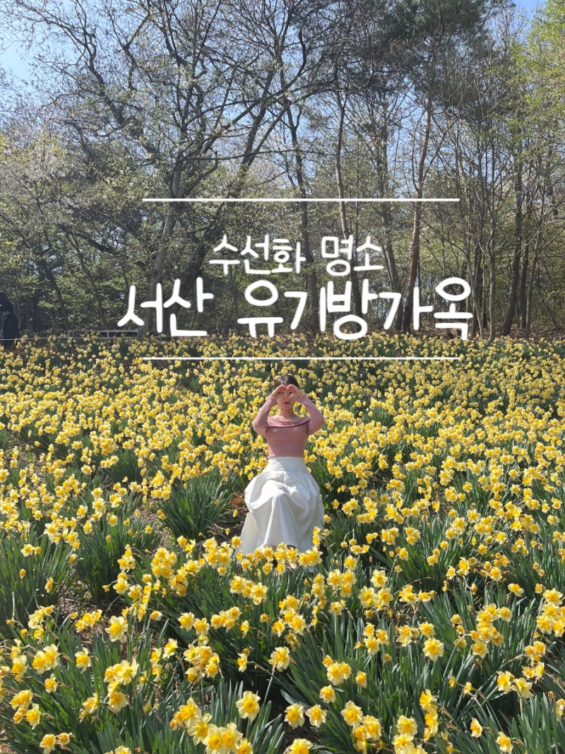 서산 2024년 유기방가옥 수선화축제 개화시기주차입장료 네이버 블로그