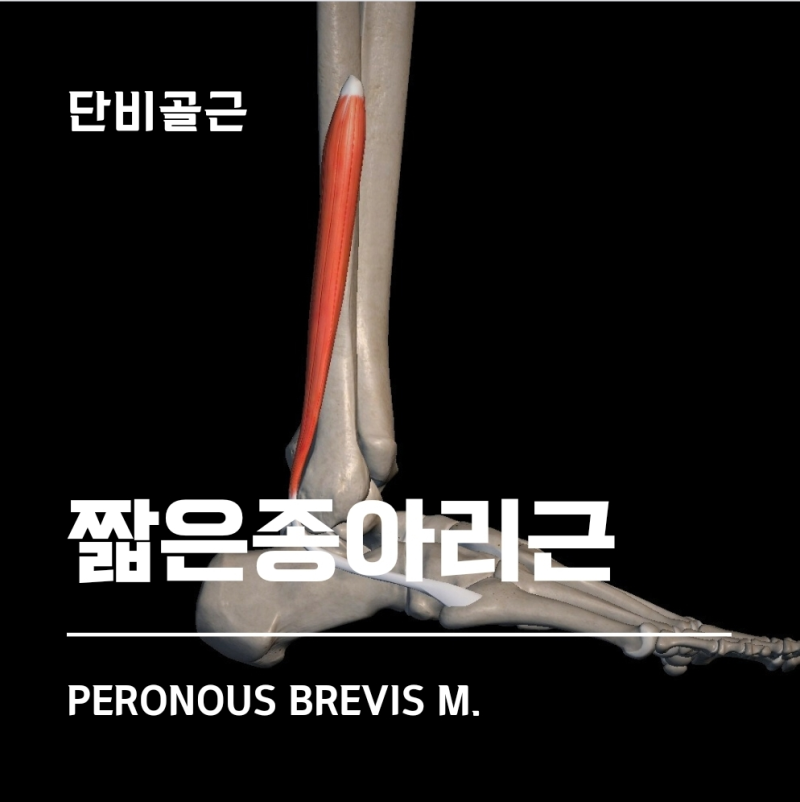 기능해부학 짧은종아리근(단비골근) Peroneus brevis m. : 네이버 블로그