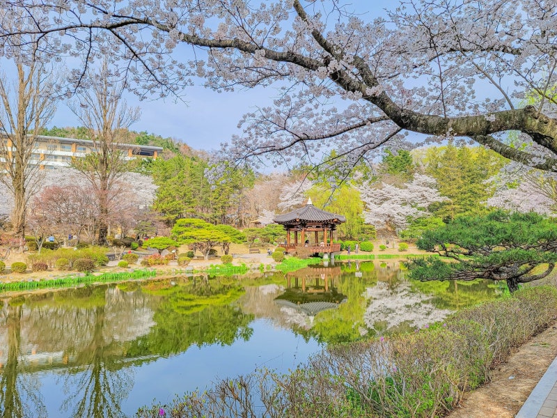 경주 벚꽃명소 5곳 흥무로 대릉원돌담길 황룡원 보문정 보문호 네이버 블로그
