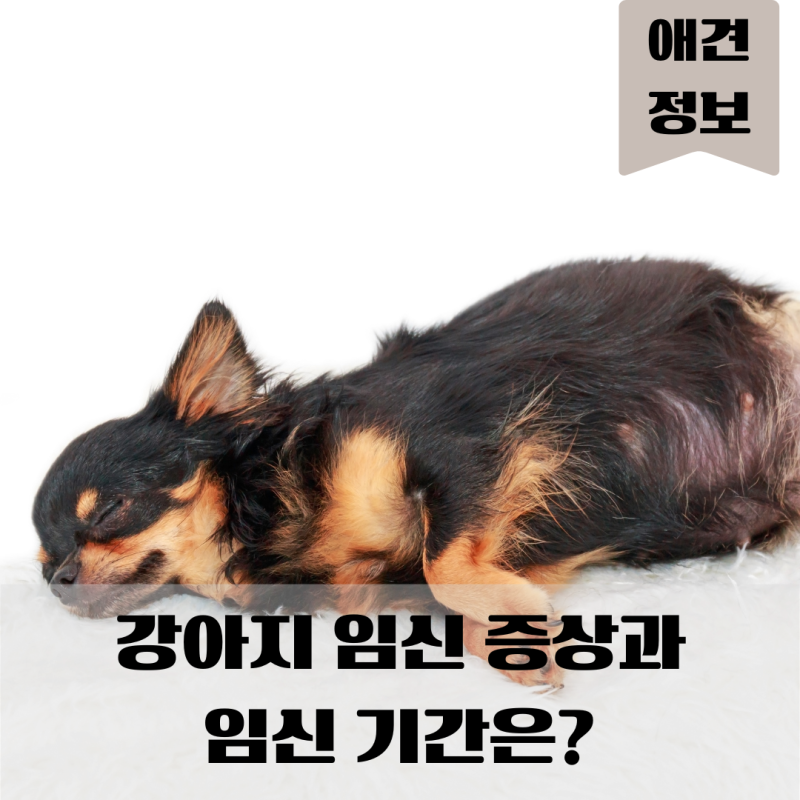 강아지 임신 증상과 강아지 임신 기간과 출산 시 주의 사항 네이버 블로그