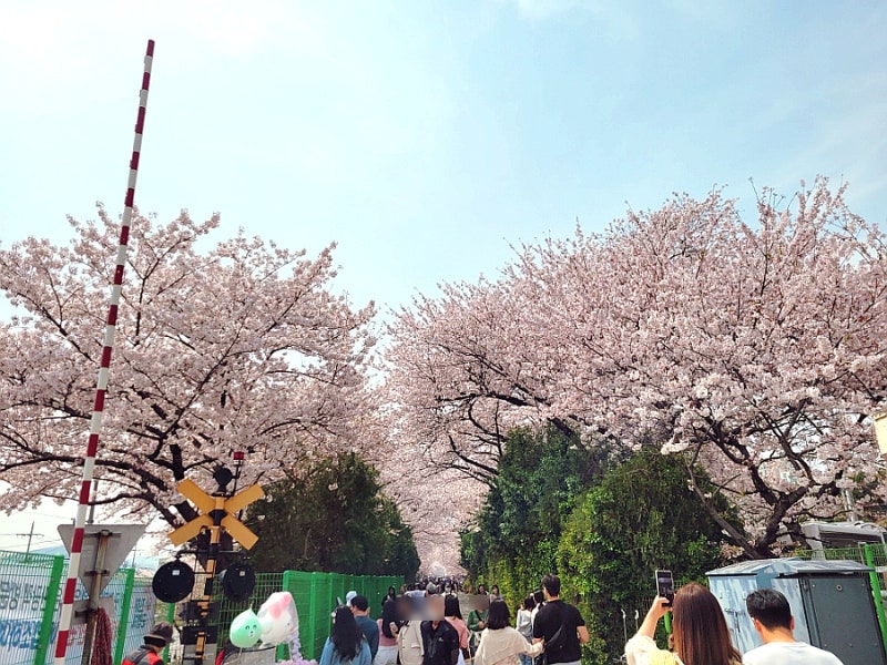 진해군항제 벚꽃축제 일정 주차 셔틀버스 정보 네이버 블로그