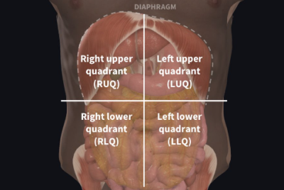 RUQ RLQ LUQ LLQ 의학용어, 복부 구획 위치별 소화기 질환 간호 : 네이버 블로그