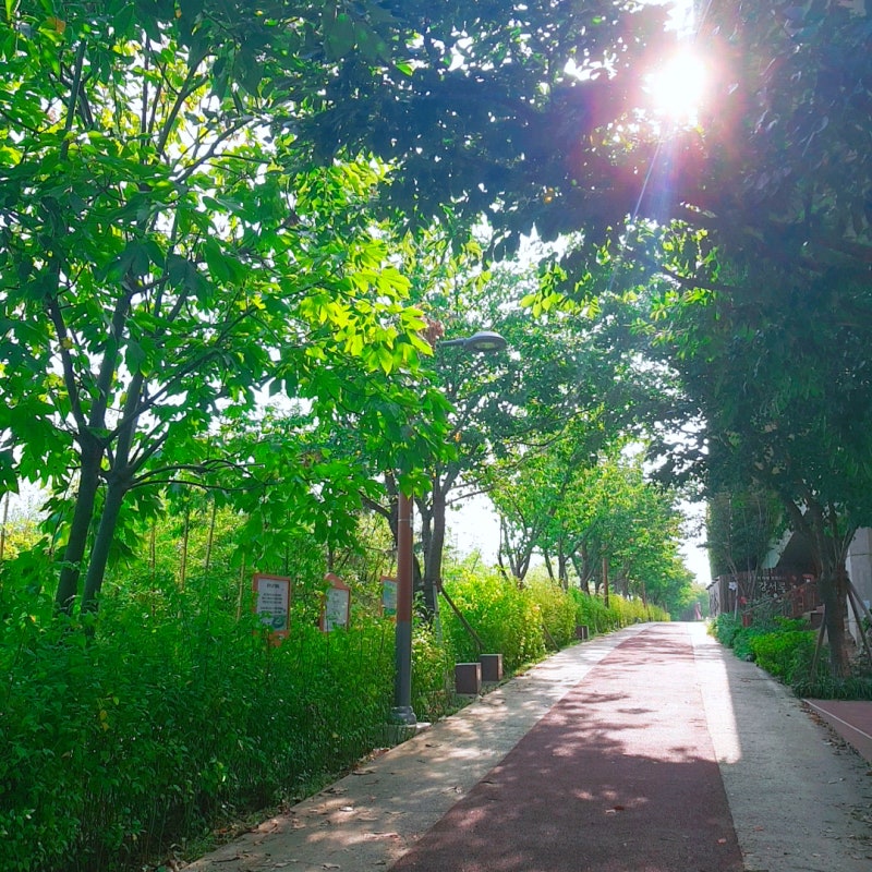 부산 강서구 사계절 가볼만한 곳 대저생태공원 산책 코스 자전거 타기 좋은 곳 추천 자전거 대여 가는법 주차장 정보