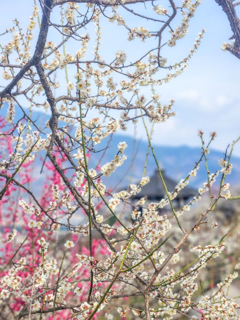 광양 매화축제 And 구례 산수유축제 일일투어 버스 당일치기 실시간 개화 네이버 블로그