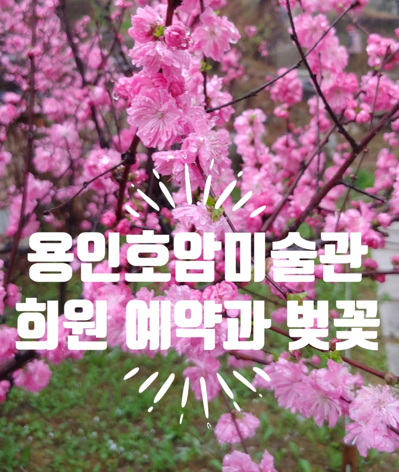 봄꽃명소 용인 호암미술관 희원예약과 가실벚꽃길 네이버 블로그