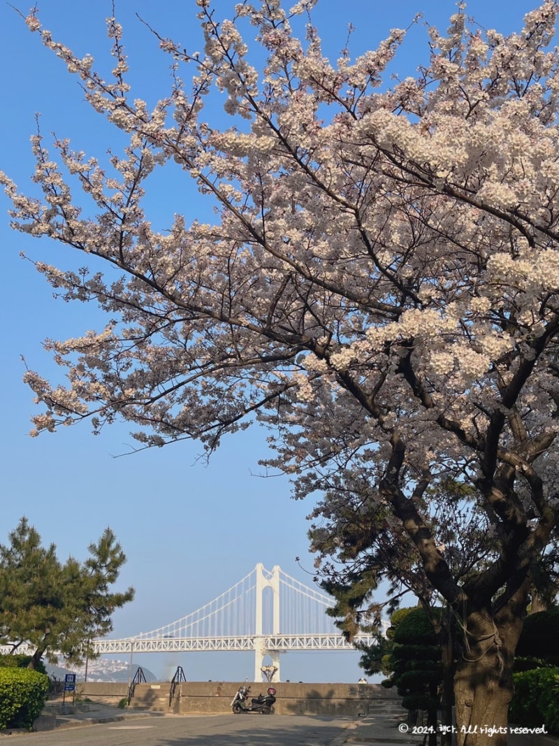 부산벚꽃명소 추천 광안리 삼익비치타운 포토존 총정리 주차 네이버 블로그