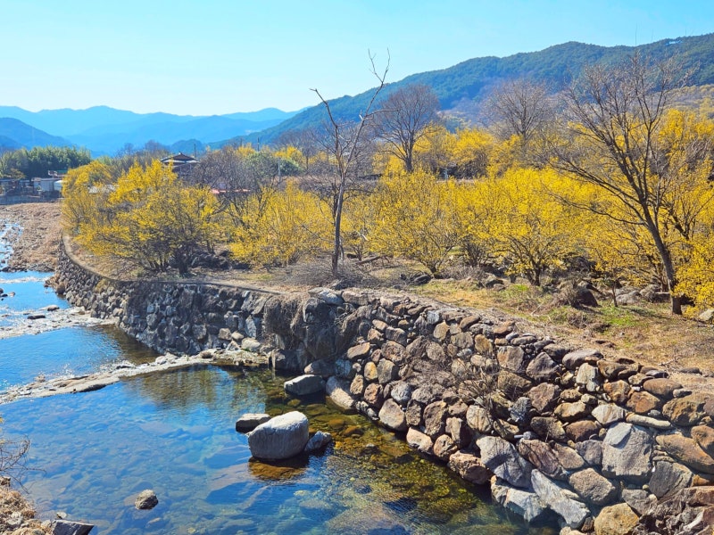구례 산수유마을 산수유꽃축제 개화현황 및 주차 먹거리 가격 포토존 알려드립니다 네이버 블로그